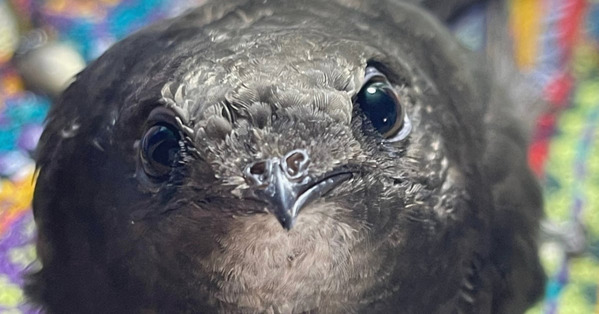 Ave Apus - Nistplätze schaffen | Mauerseglerstarthilfe