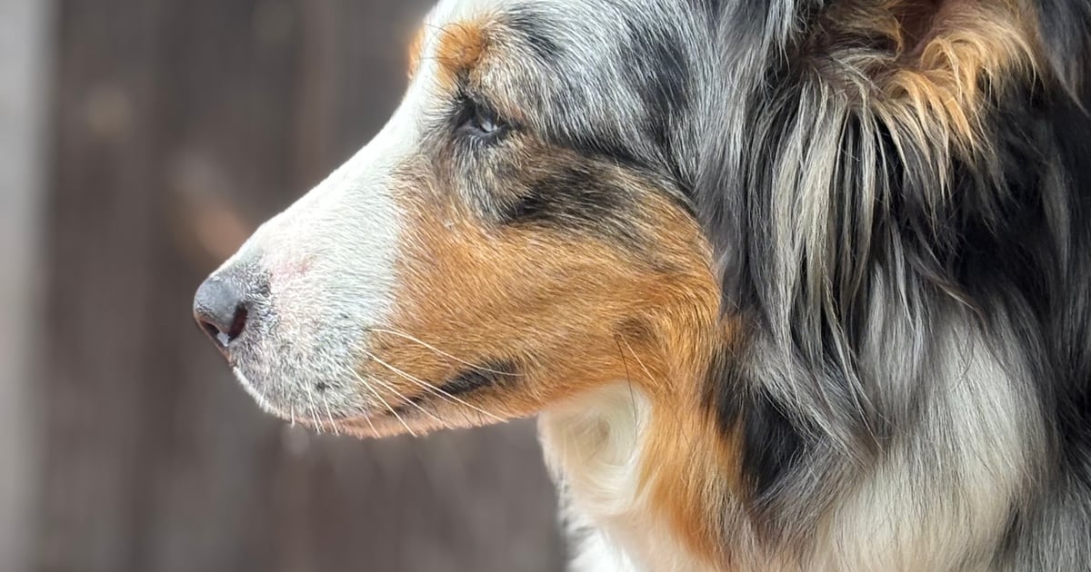 Australian shepherd Bergamasker Welpen | www.goldinger-dogs.ch