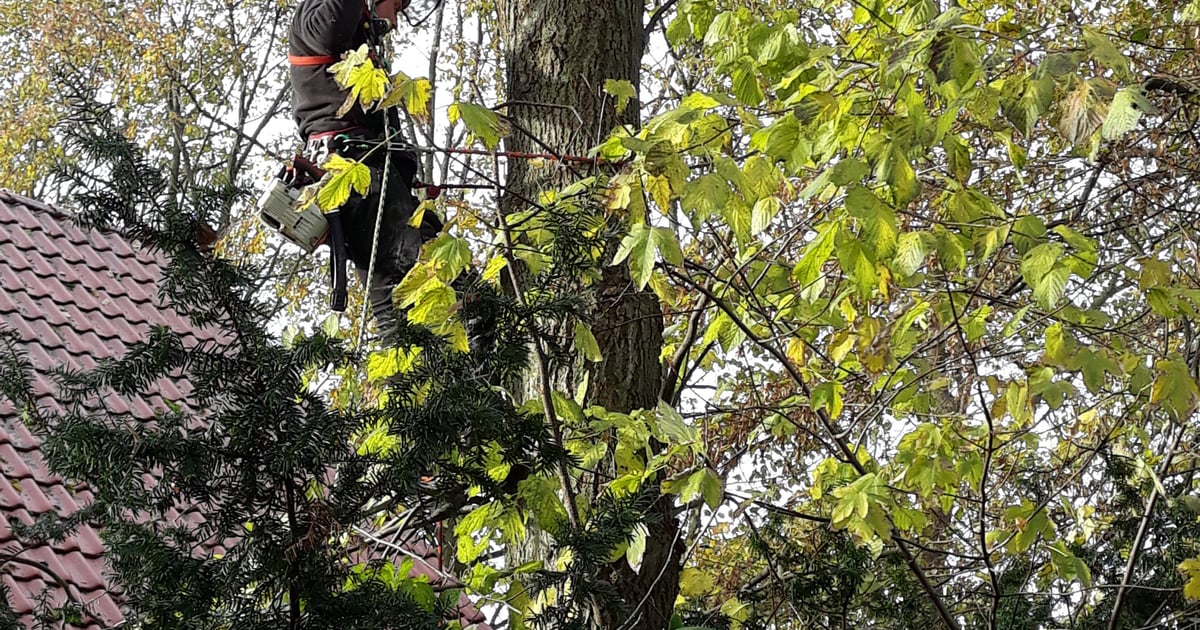 Home | Baumpflege Bachmann