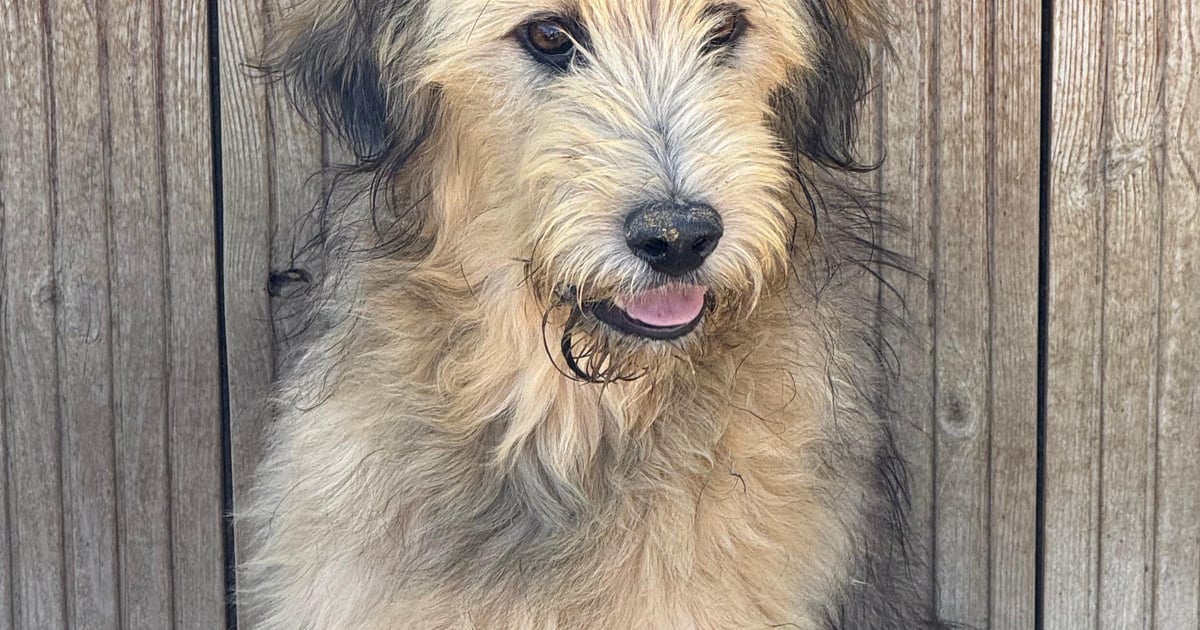 Jakomo - Welpen/Junghunde - Unsere Hunde | Happy Tails Brasov