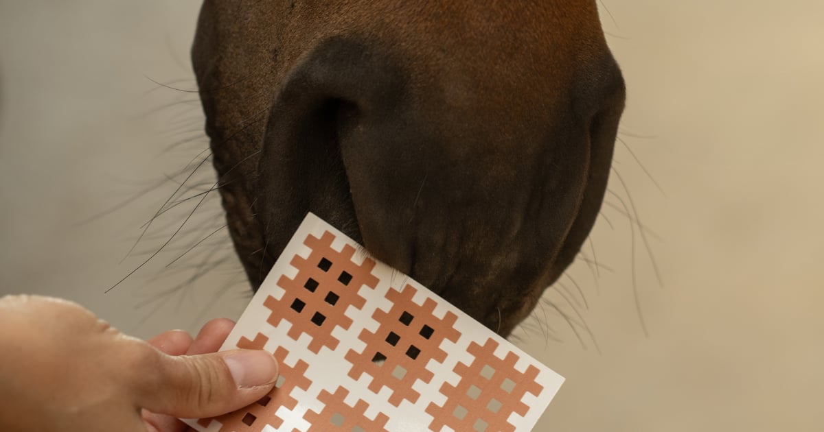 Yin Tang-Punkt - Tipps& Tricks | FokusPferd