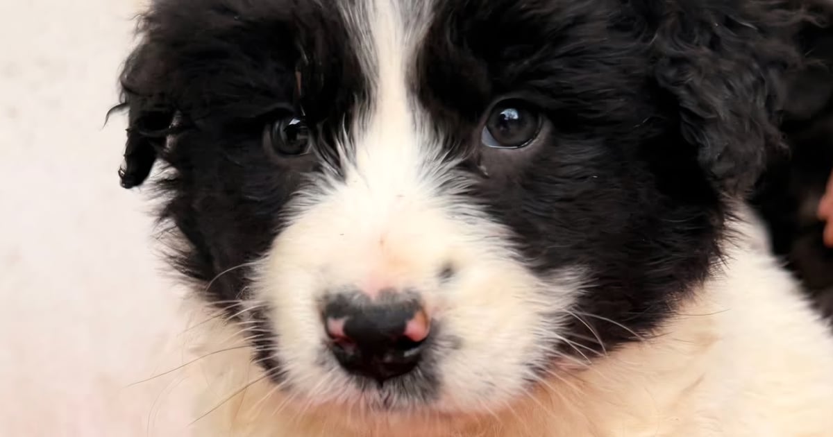 Thor - Welpen/Junghunde - Unsere Hunde | Happy Tails Brasov