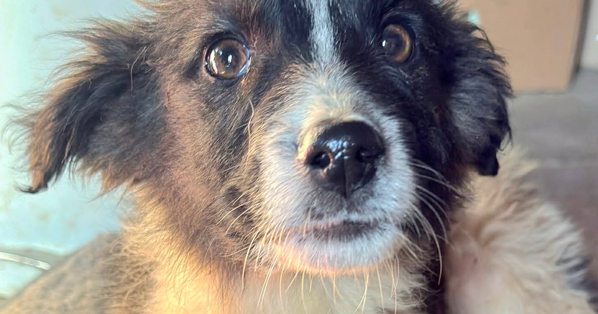 Nanni - Welpen/Junghunde - Unsere Hunde | Happy Tails Brasov