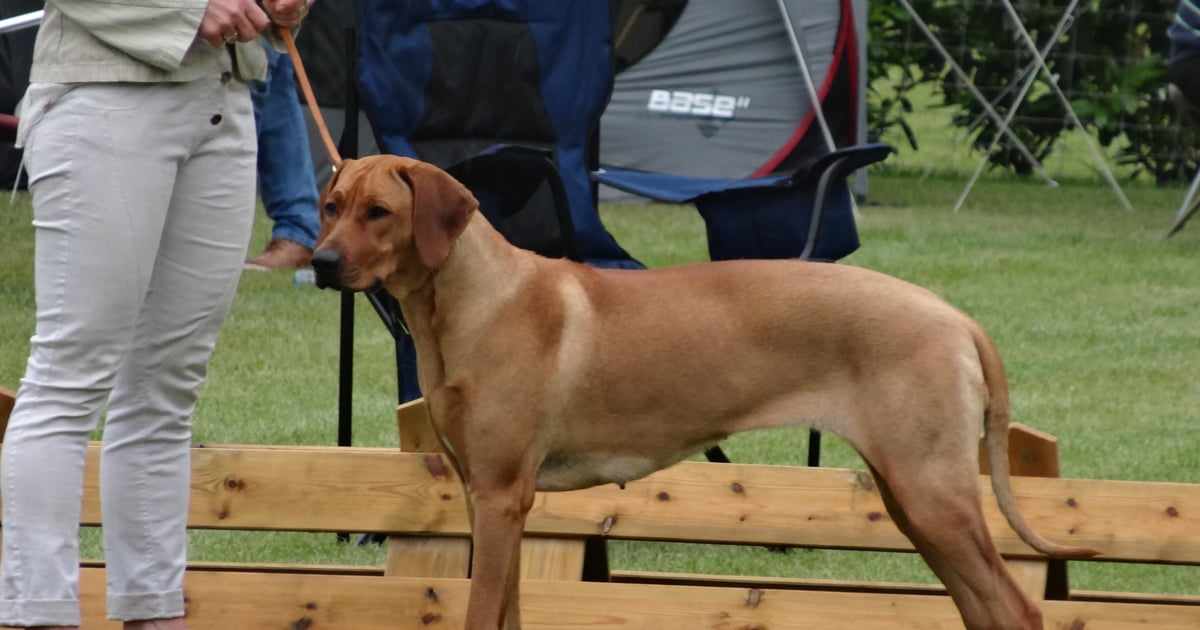 Nala - Unsere Hunde | Rhodesian Ridgeback Welpen