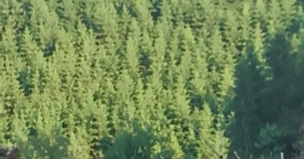 Home | Forst und Landschaftspflege Thomas Proksch