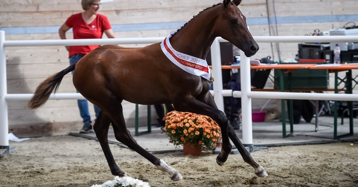 Verkaufspferde | Gestüt Oxalis