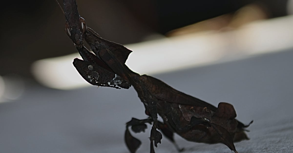 Phyllocrania paradoxa - MANTODEA - Shop | Mantids, Phasmids and more