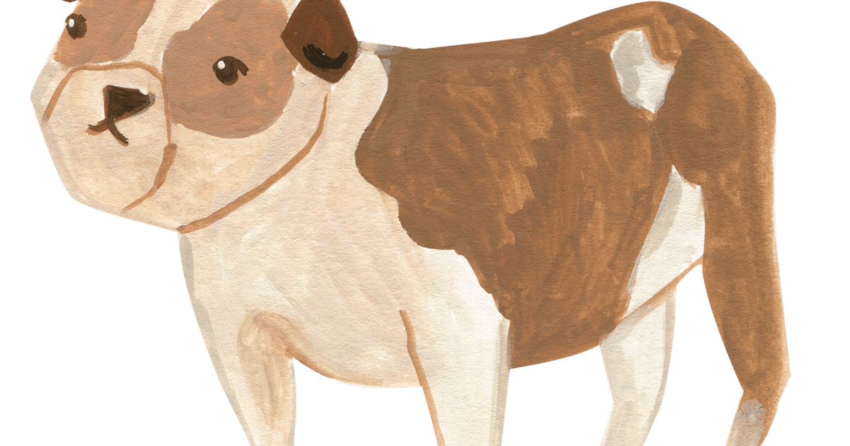 Kleine Ernährungstipps für Hunde aus dem Auslandstierschutz | BIGGIBETT ...