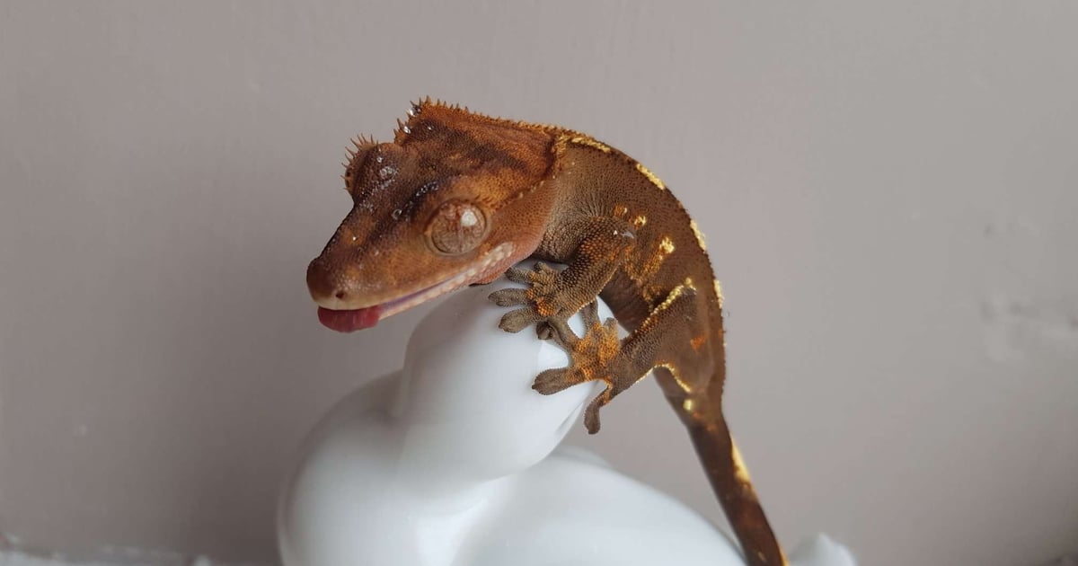 Animals Available | MT Reptiles