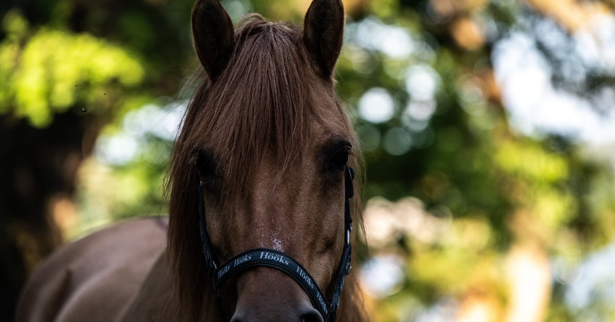 Home | Skipy on Tour