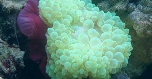 Entacmaea quadricolor - Blasenanemone, neongrün mit rotem Fuß (DNZ ...