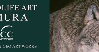 Kei Kimura GALLERY | hookjawgeoartworks