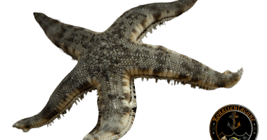 Archaster angulatus - Grabender Seestern - Seesterne - Shop ...