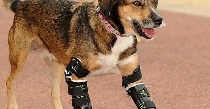 Prothesen - Hilfsmittel | Verein für behinderte Hunde