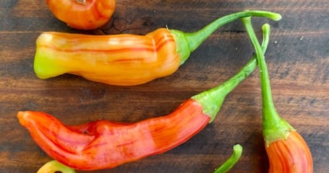 Sugar Rush Peach Stripey Chili (Schärfe: 7) - Bunte Paprika und Chili ...