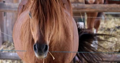 Home | Old River Ranch