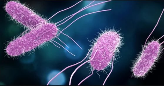 ¿Cuáles son las 8 bacterias más peligrosas del mundo? - Noticias ...