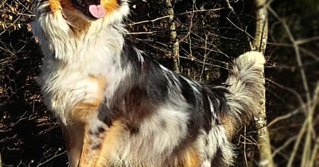 Unsere Hunde | www.goldinger-dogs.ch