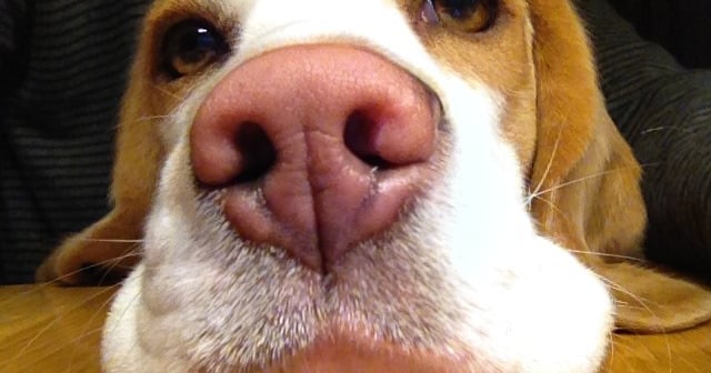 Kontakt | Beagles of Disney´s Clan