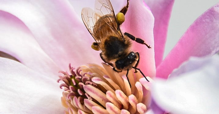 Homöopathie Praxis Sabrina Ruch - Praktiker für ganzheitliche Medizin