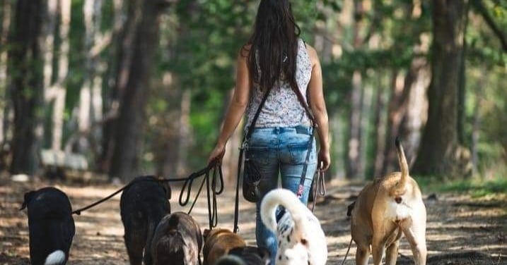 Gassi-Geh-Service - Angebote | hundeALPHAbet