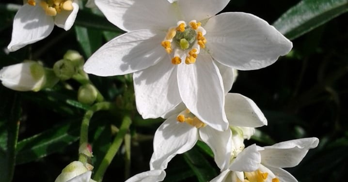 Choisya i. Sorten von Peter Catt - Gehölze immergrün - Shop | Gärtnerei ...