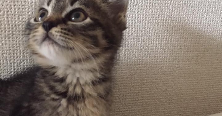 里親募集 | Salon de neco