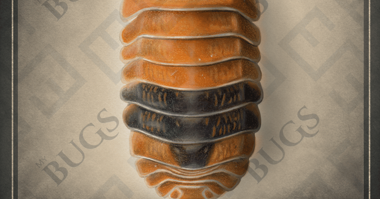 CHROMA - My BUGS | Julien Nowak