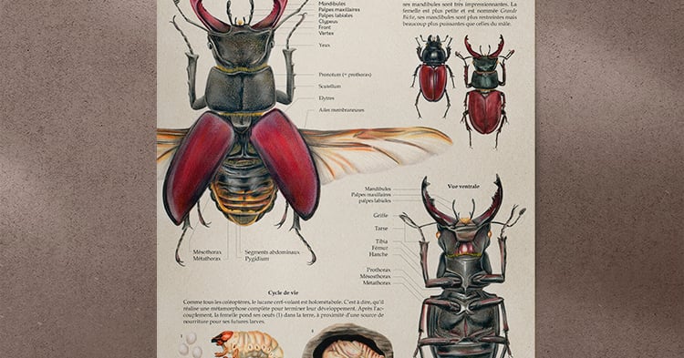 Lucane cerf-volant - affiche pédagogique - Insectes - Coléoptères ...