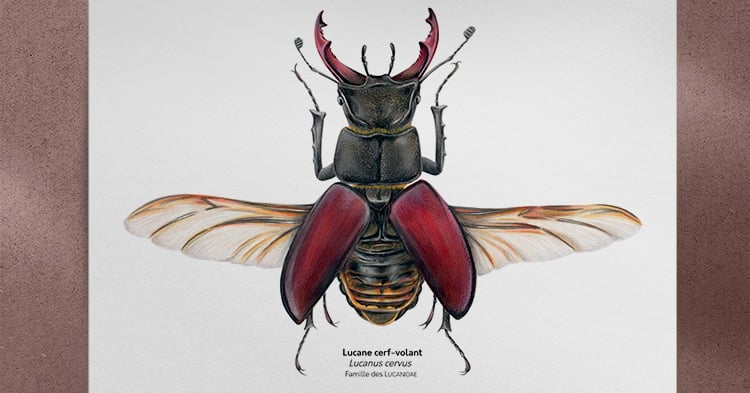 Lucane cerf-volant - ailes ouvertes - Insectes - Coléoptères - shop ...