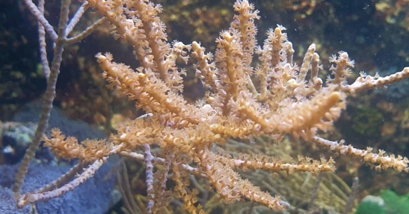 Pinnigorgia sp. Strauch-Gorgonie, lose (AKW-NZ) - Gorgonien ...