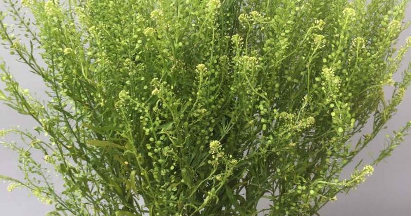 Lepidium Green Dragon - Eukalyptus & Blätter & Zweige - Shop ...