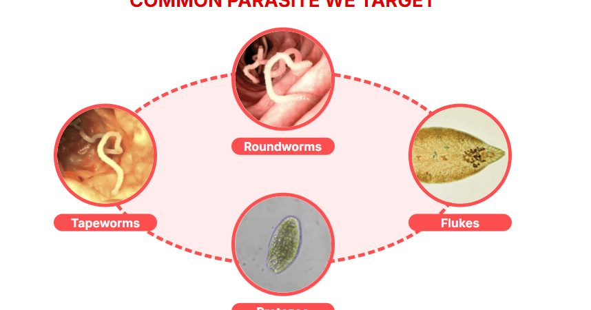 Home | Para911 Parasites Cleanse Drops Canada Benefits