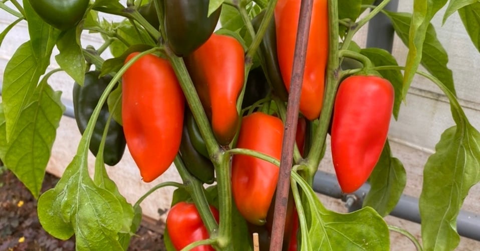 NEU 2022: Fritz Paprika (Schärfe: 0) - Bunte Paprika und Chili - Shop ...