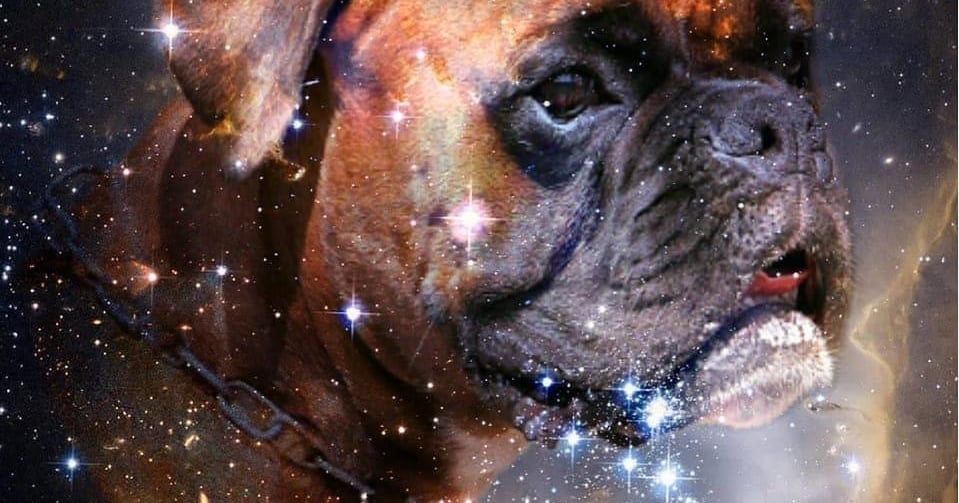 Finn vom Rubinberg - Rüden - Boxer | Boxer vom Wettiner Eck