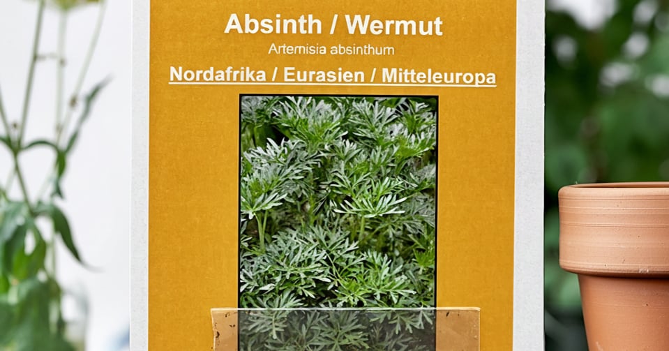 Absinth-Wermut (Artemisia absinthium) – Die legendäre Bitterpflanze der ...