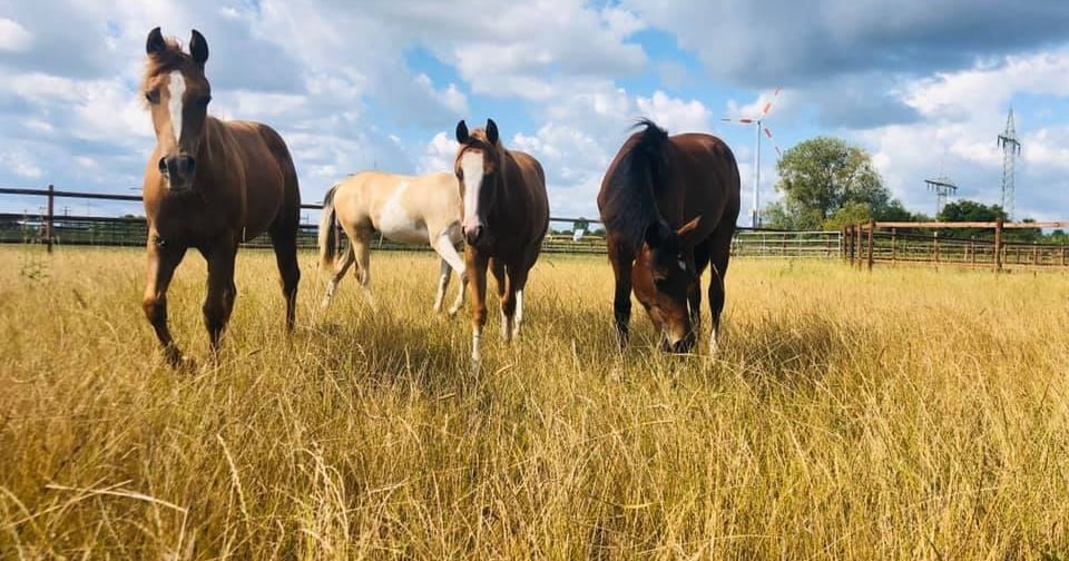 Broodmares & Offspring | Grey Stone Ranch