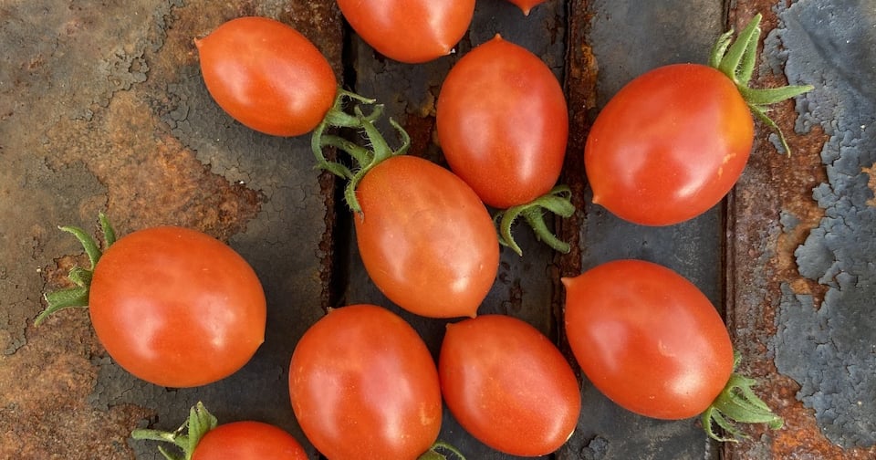 NEU 2023: Reverend Michael Keyes Tomate (Dwarf, Multiflora) - Bunte ...
