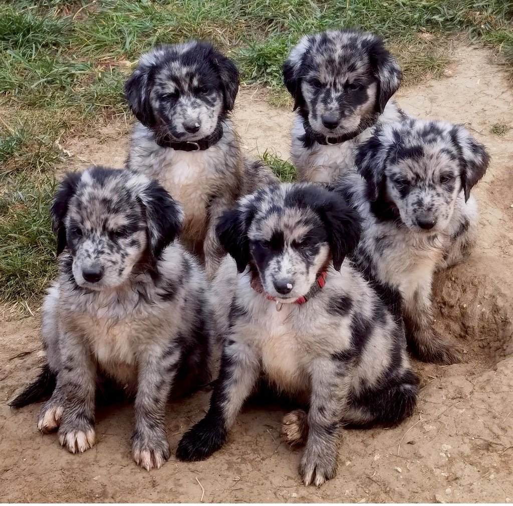 retriever aussie mix