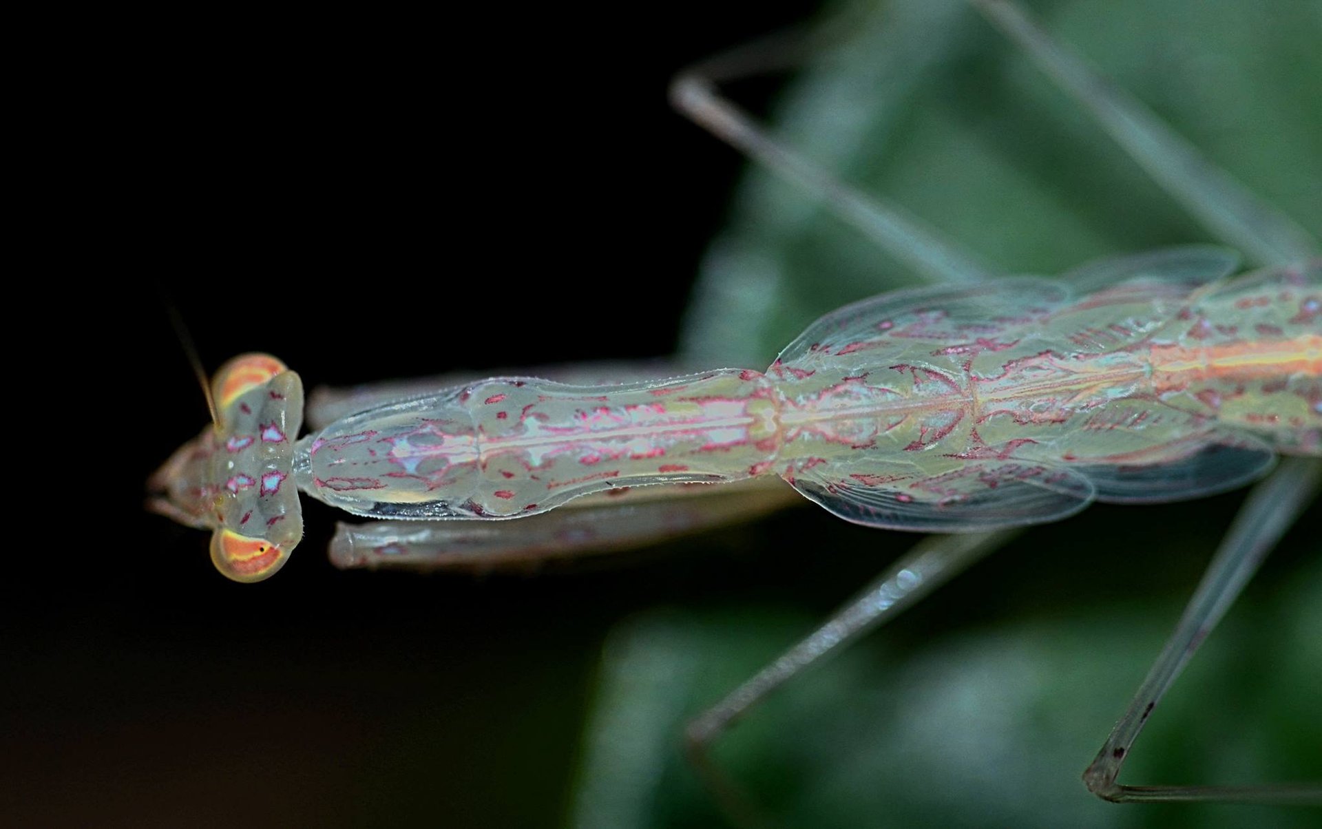sinomantis denticulata