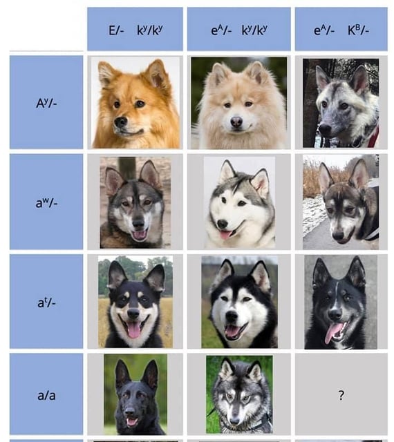 husky mask types