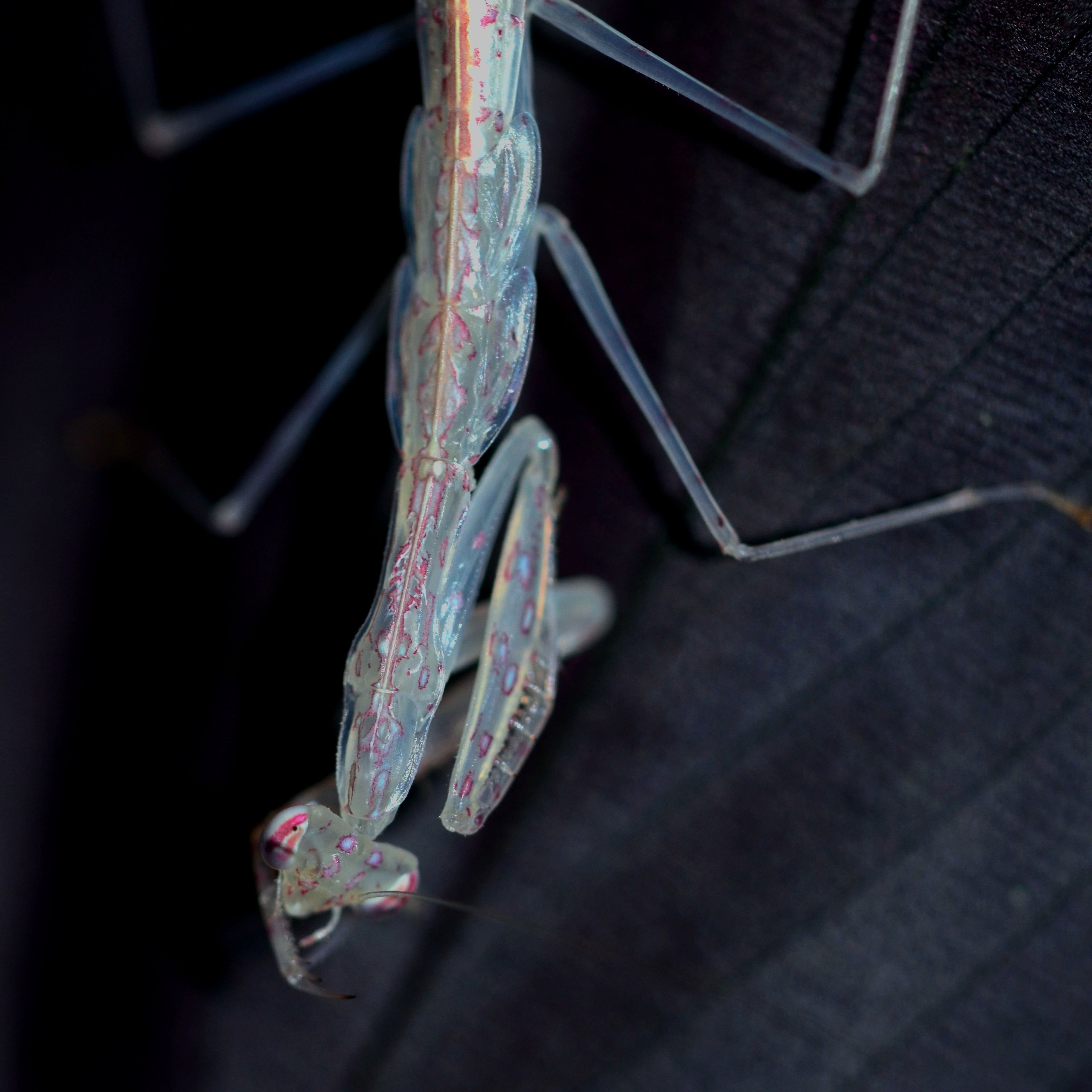 sinomantis denticulata