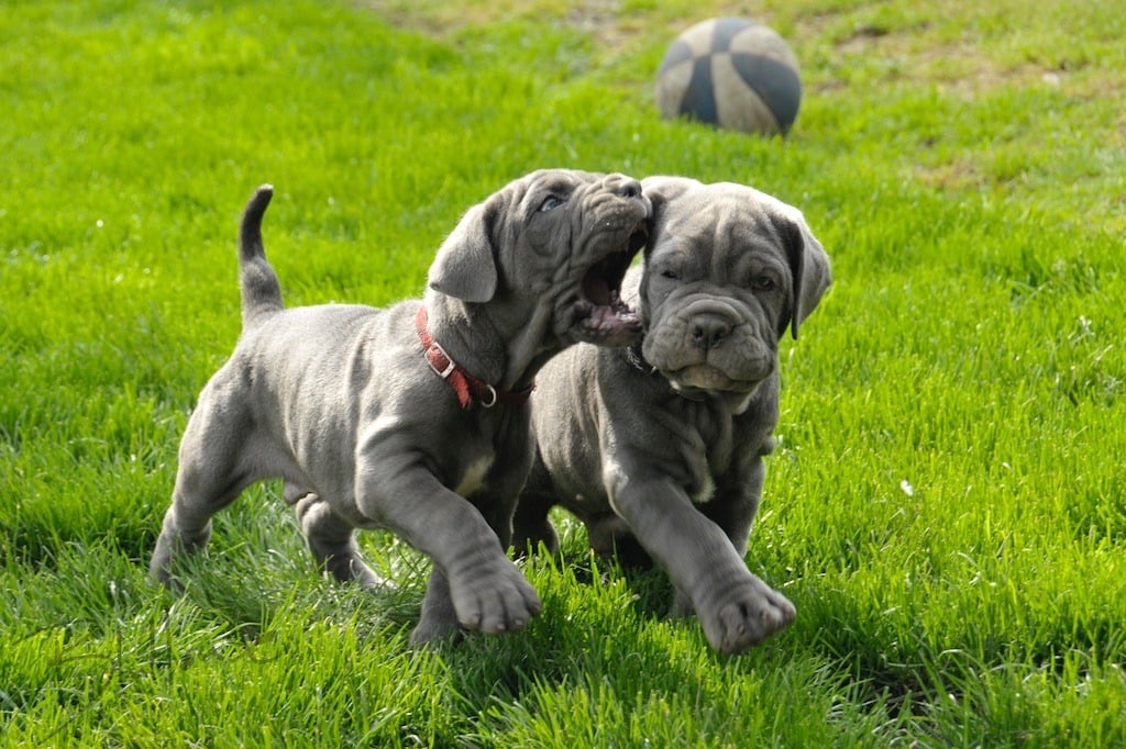 blue mastiff